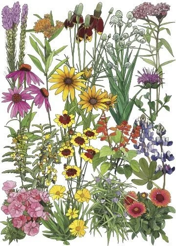 Bay Area Native Wildflower Mix — SFinBloom
