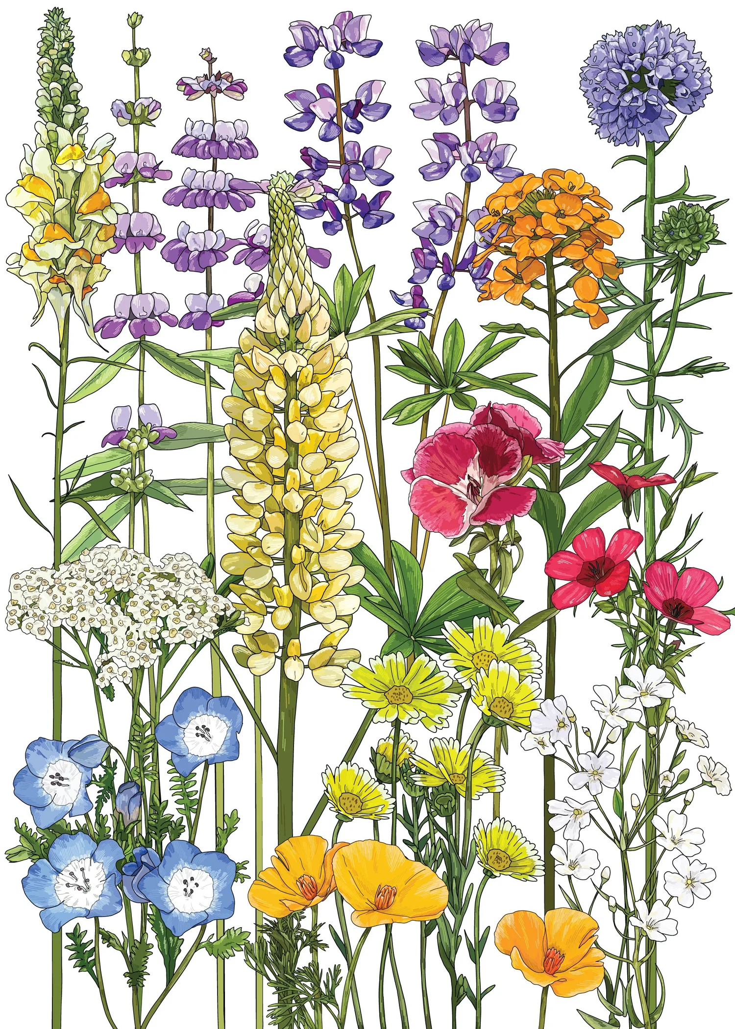 Northeast Native Wildflower Mix — SFinBloom