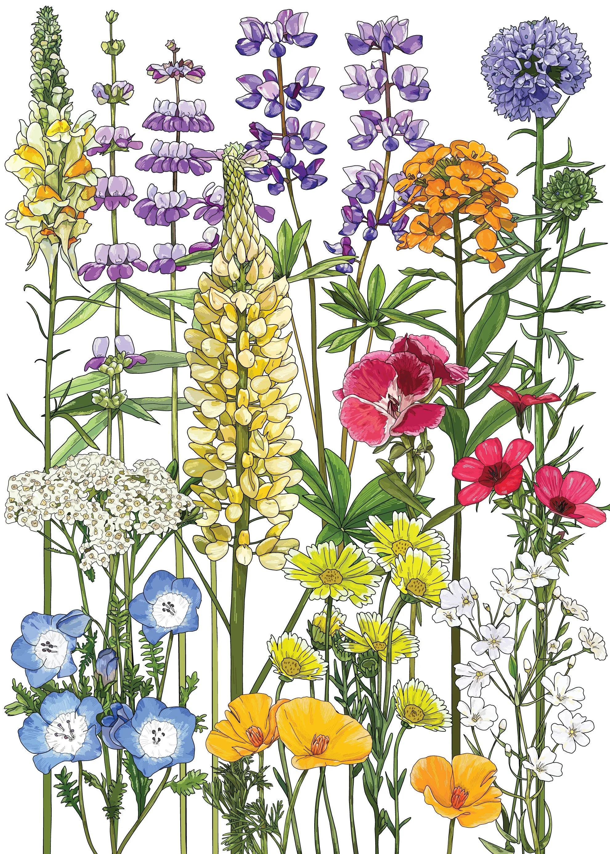 Northeast Native Wildflower Mix — SFinBloom