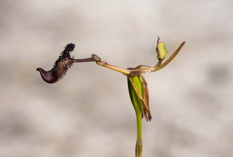 Bibbulmun Track Orchid Gallery — Slower Hiking