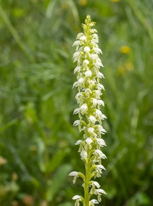 Bibbulmun Track Orchid Gallery — Slower Hiking