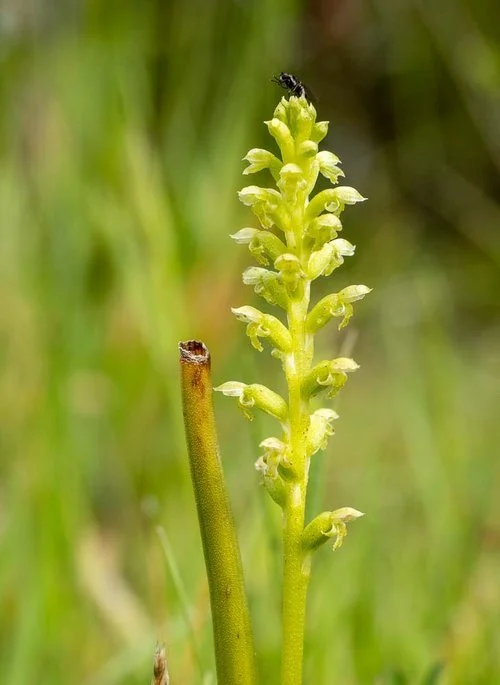 Bibbulmun Track Orchid Gallery — Slower Hiking