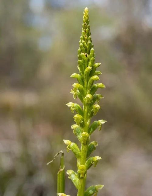 Bibbulmun Track Orchid Gallery — Slower Hiking