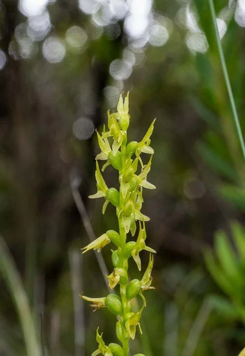 Bibbulmun Track Orchid Gallery — Slower Hiking