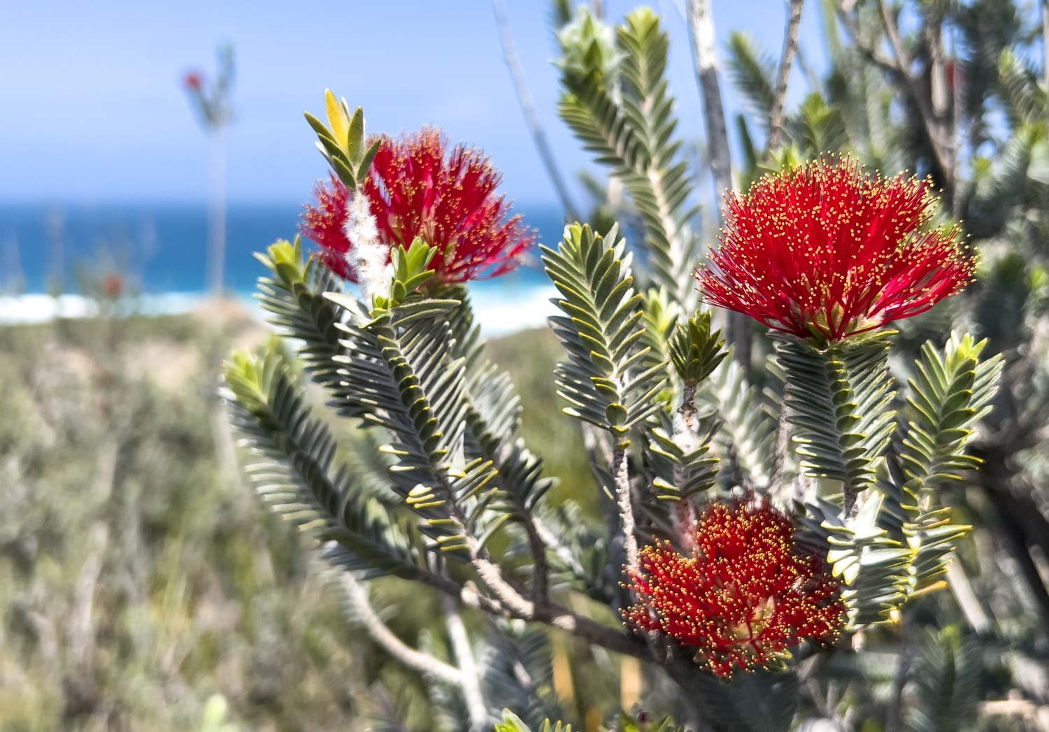 Hakea Trail - Whalebone Beach Hut to Quoin Head — Slower Hiking