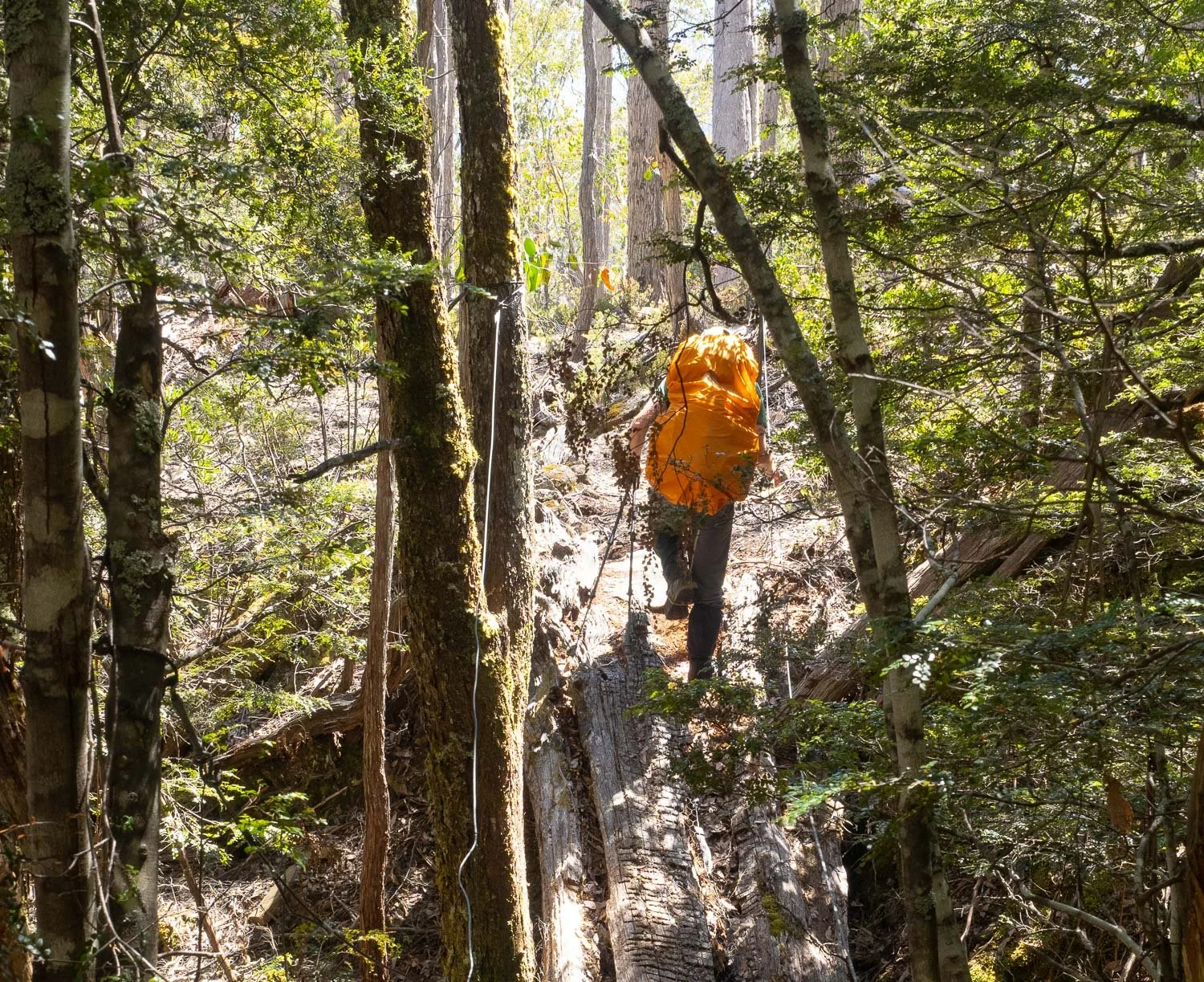 Day 10: Pine Hut Plain — Slower Hiking