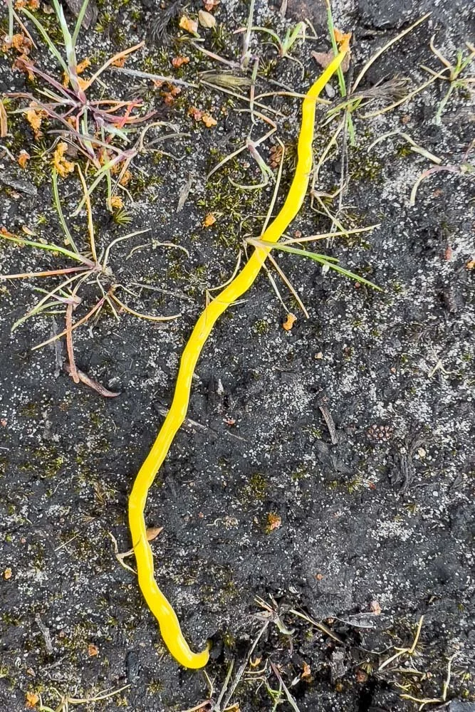 Werdug to Halls Gap and Rest Day — Slower Hiking