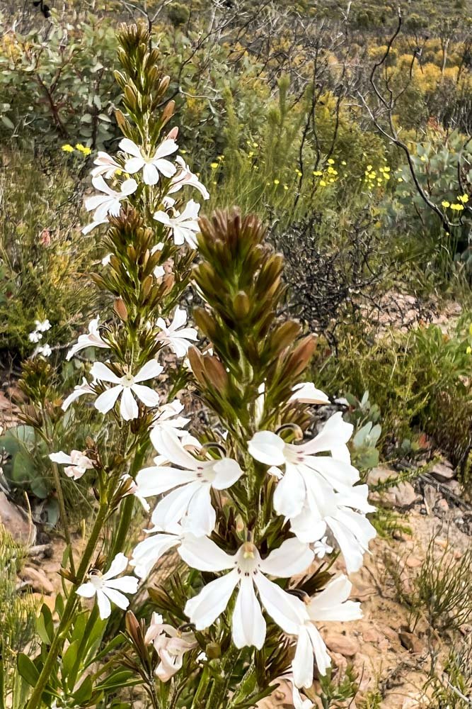 Mount Trio - Stirling Range — Slower Hiking