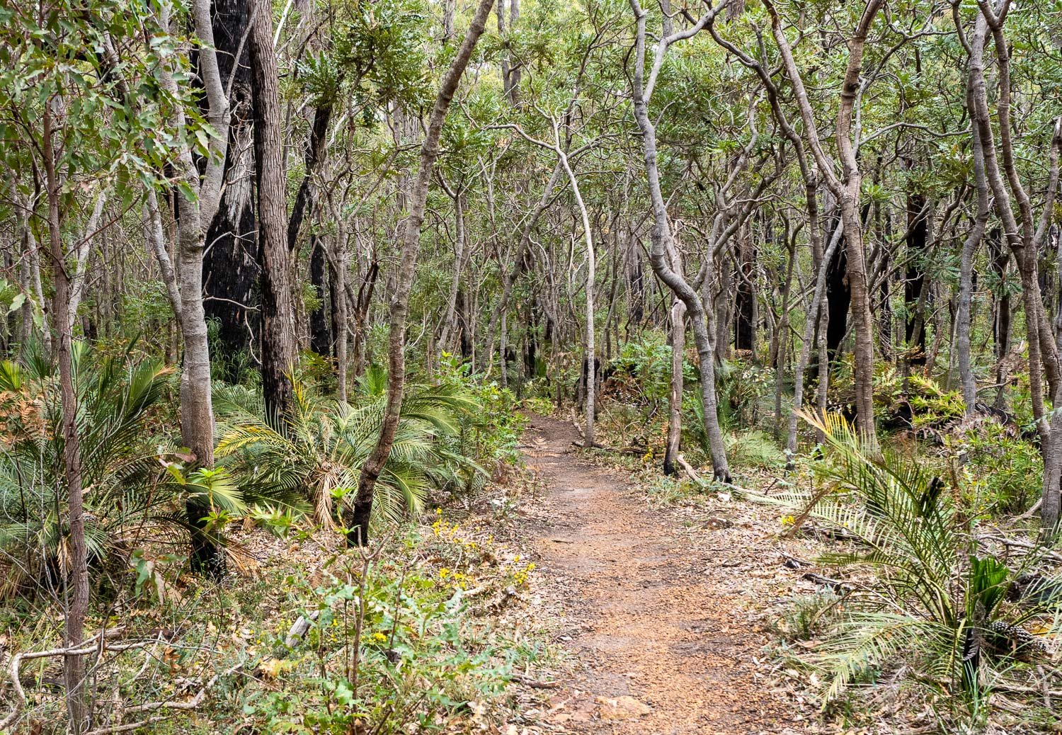 Day 19: Dwellingup to Swamp Oak — Slower Hiking