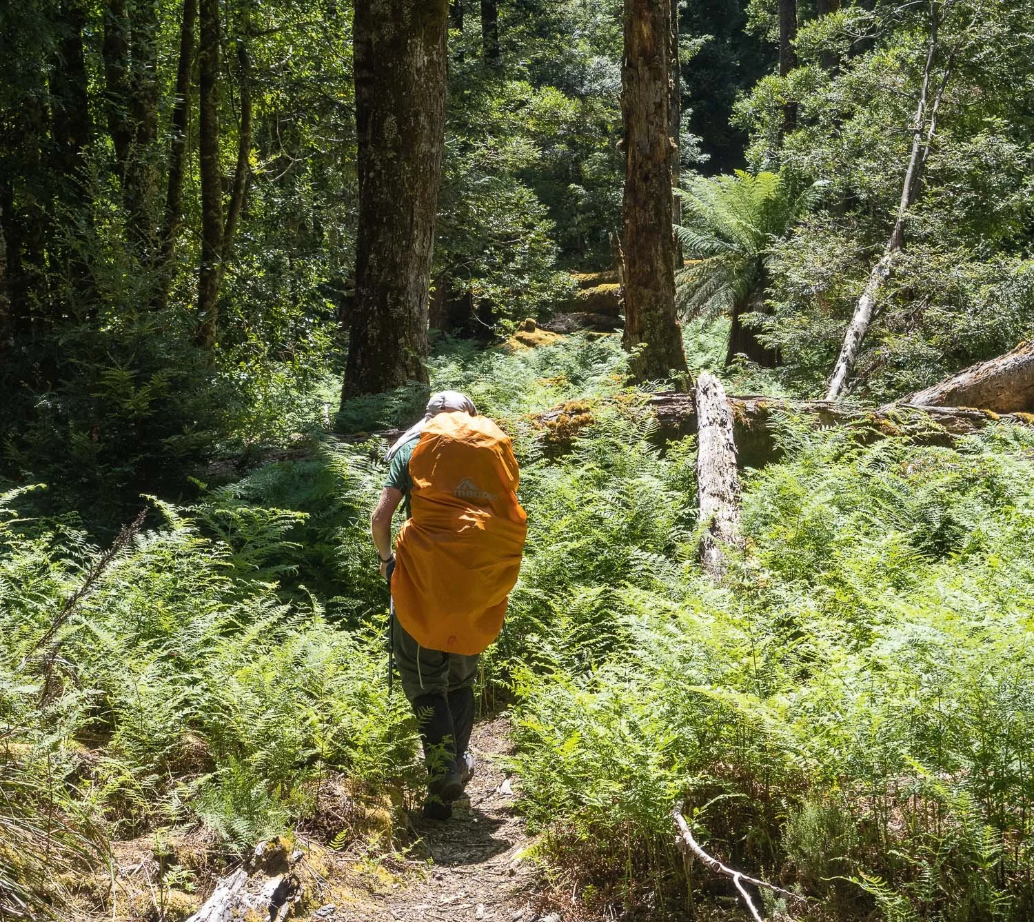 Day 10: Pine Hut Plain — Slower Hiking