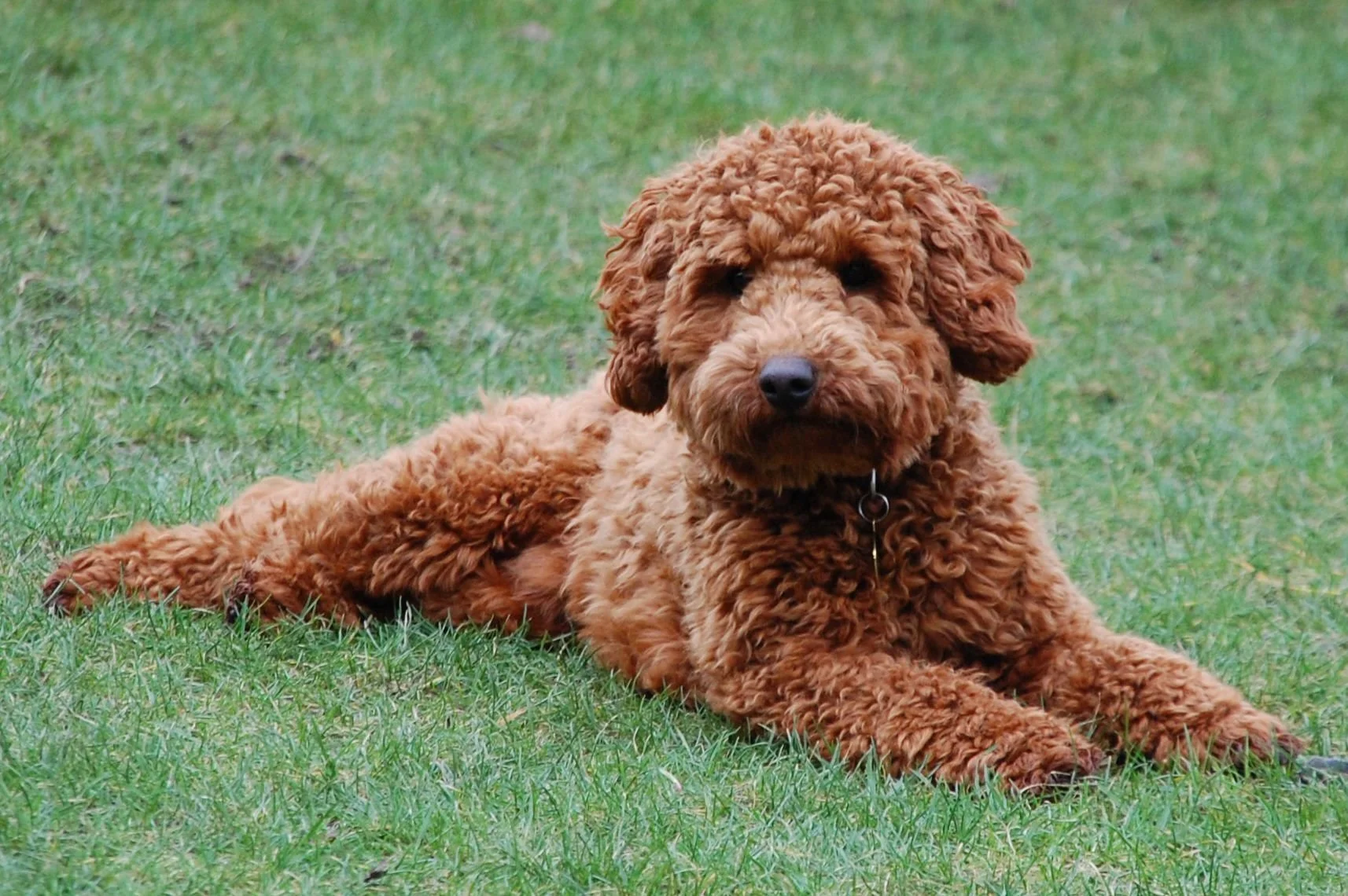 Tollerdoodle 2023 — Dogs of Ems Island