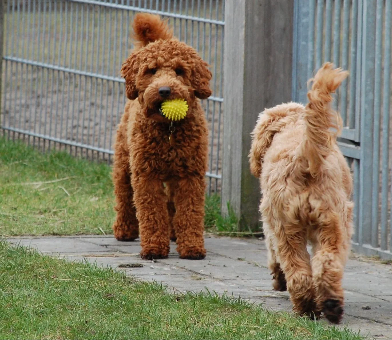 Tollerdoodle 2023 — Dogs of Ems Island