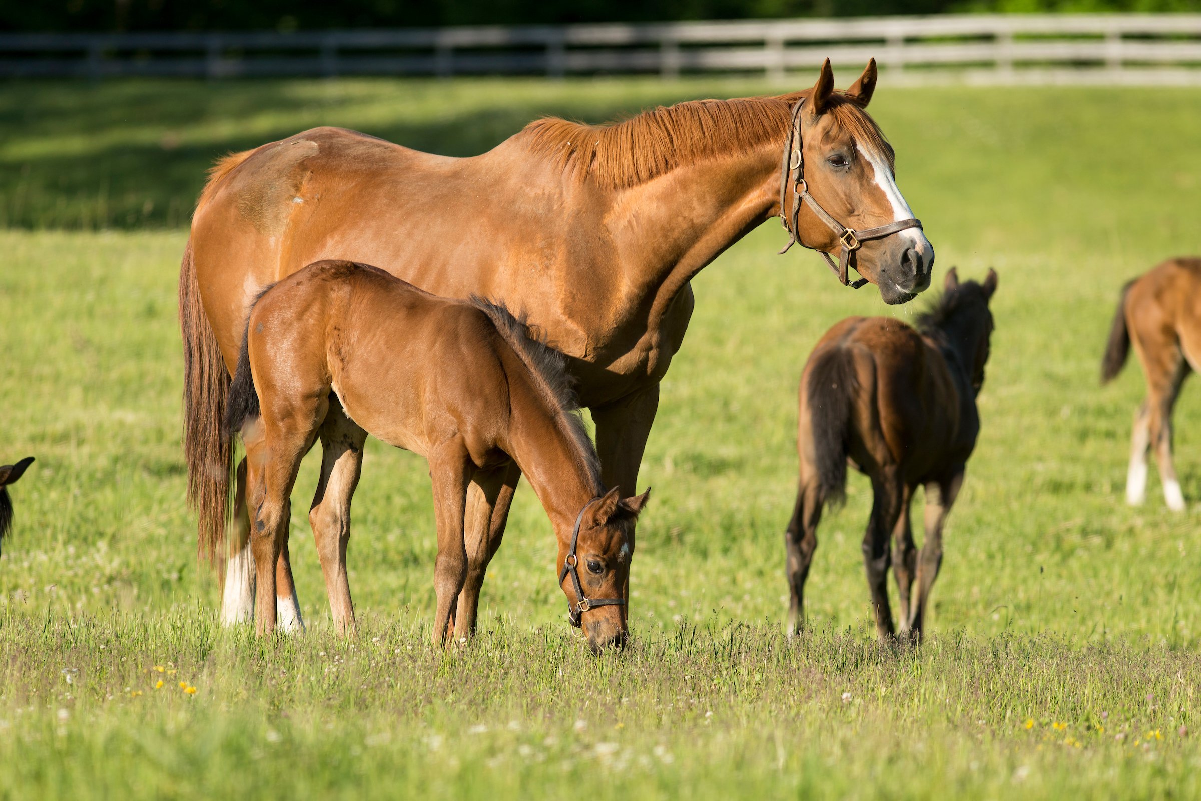 Canadian Thoroughbred Horse Society (Ontario Division)