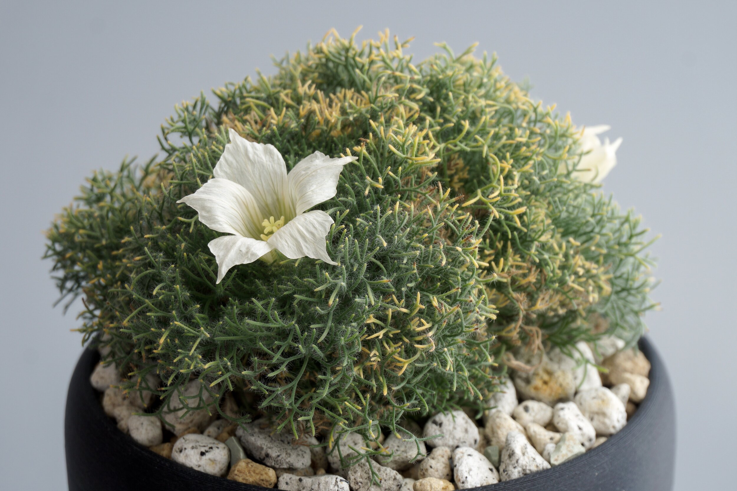 sarcocaulon — toshiro mori design