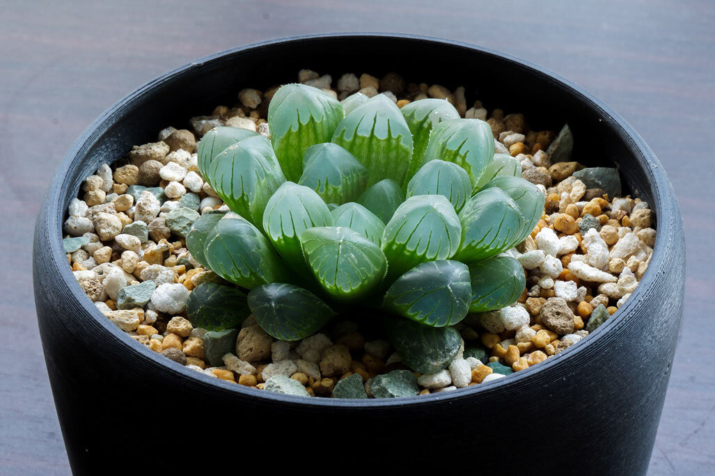 projects — toshiro mori design