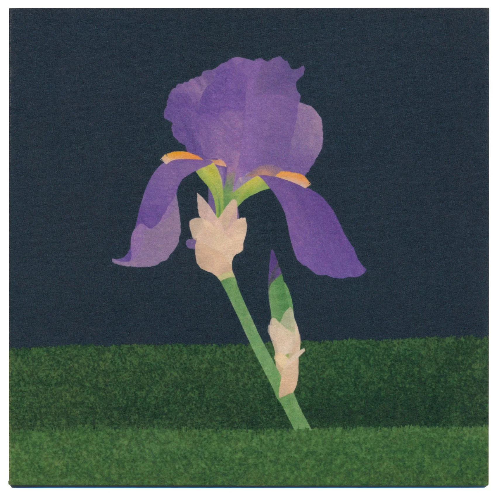 iris — Francesca Chalk