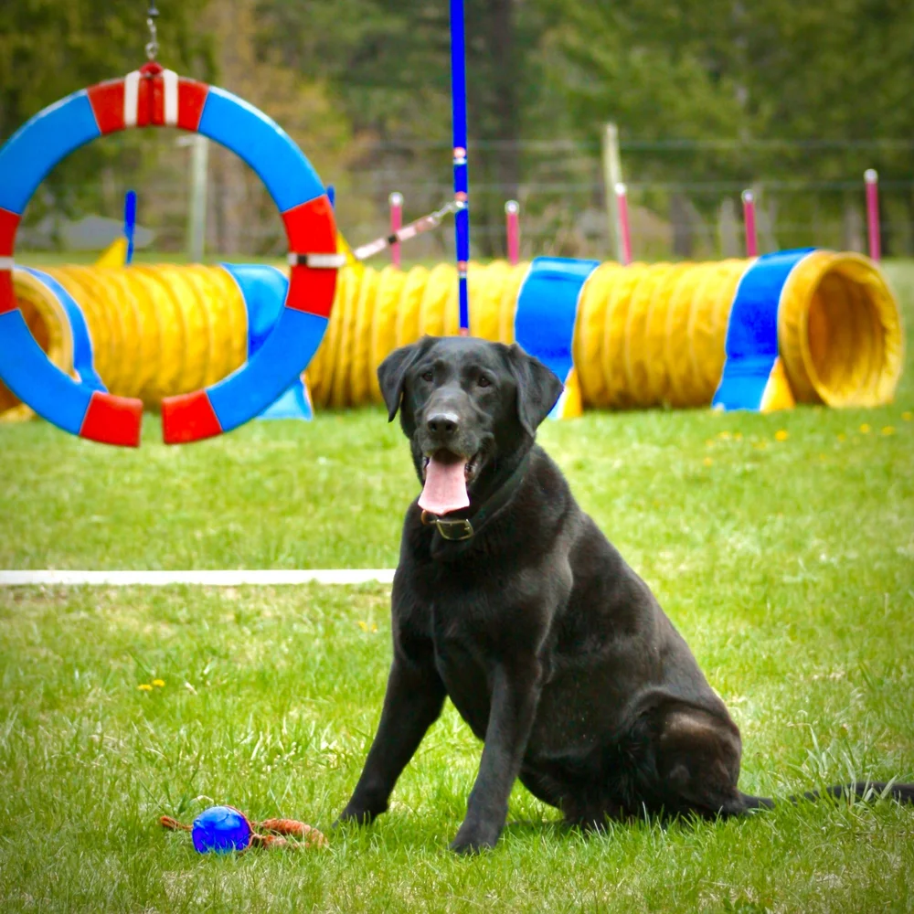 Are Labradors Good Agility Dogs