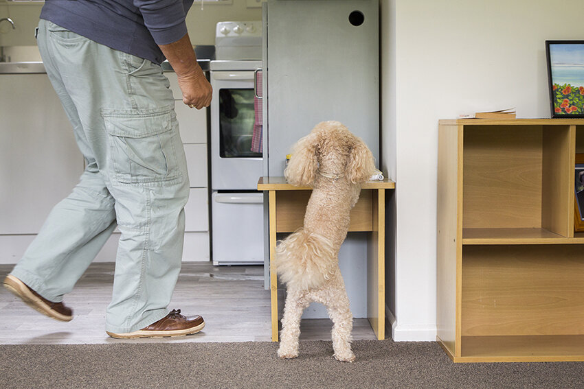 Hearing Dogs NZ