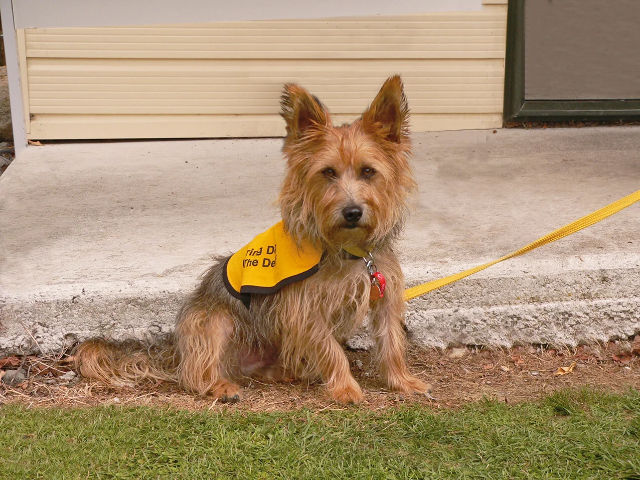 About — Hearing Dogs NZ