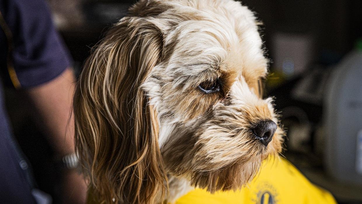 About — Hearing Dogs NZ