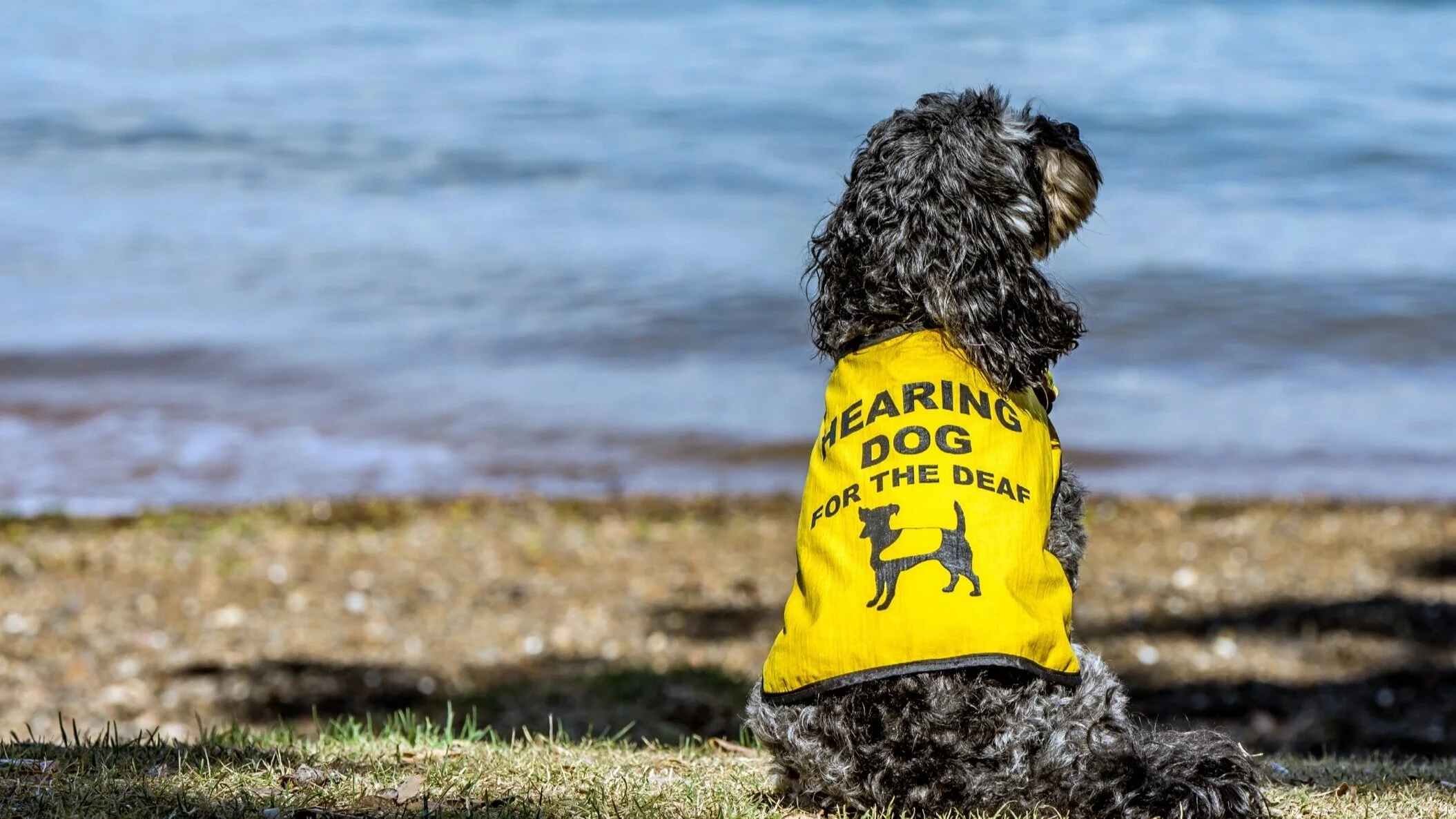 Hearing Dogs NZ