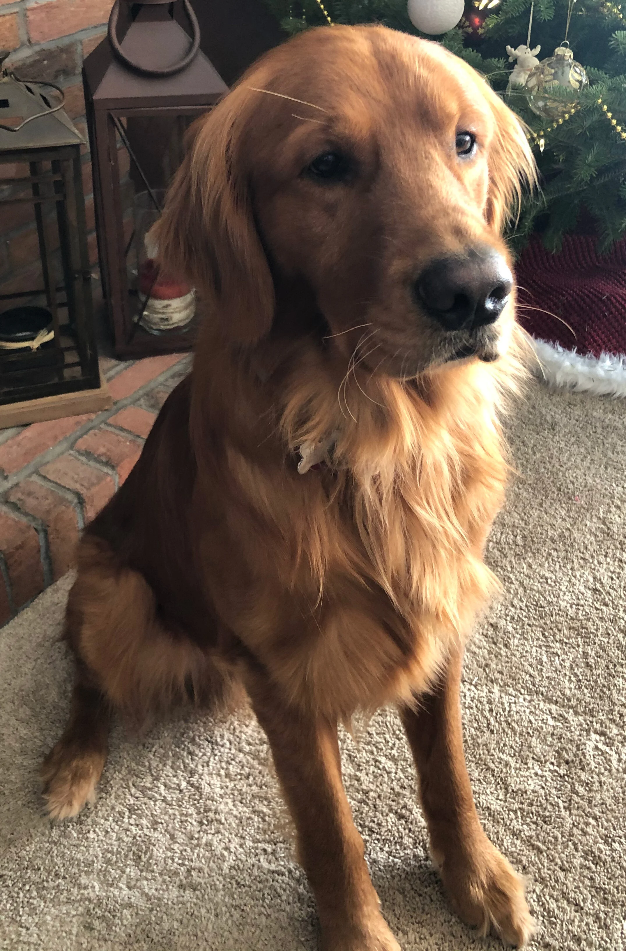 Gallery 1 — McGoldens, LLC