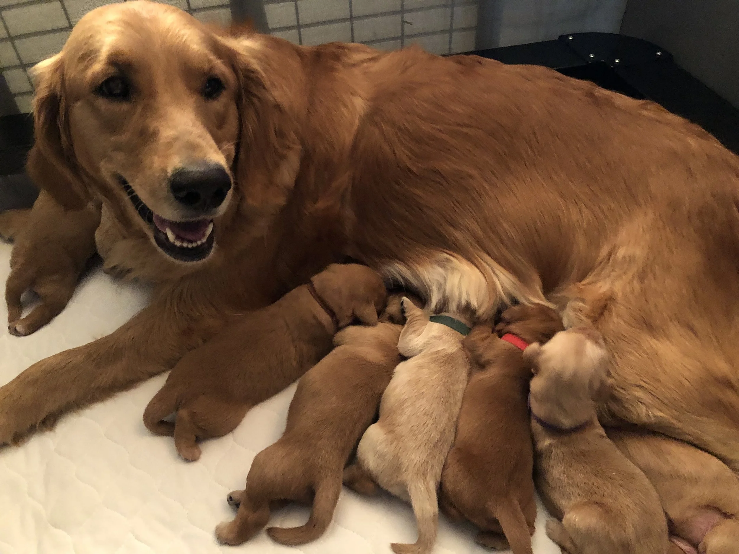 Gallery 1 — McGoldens, LLC