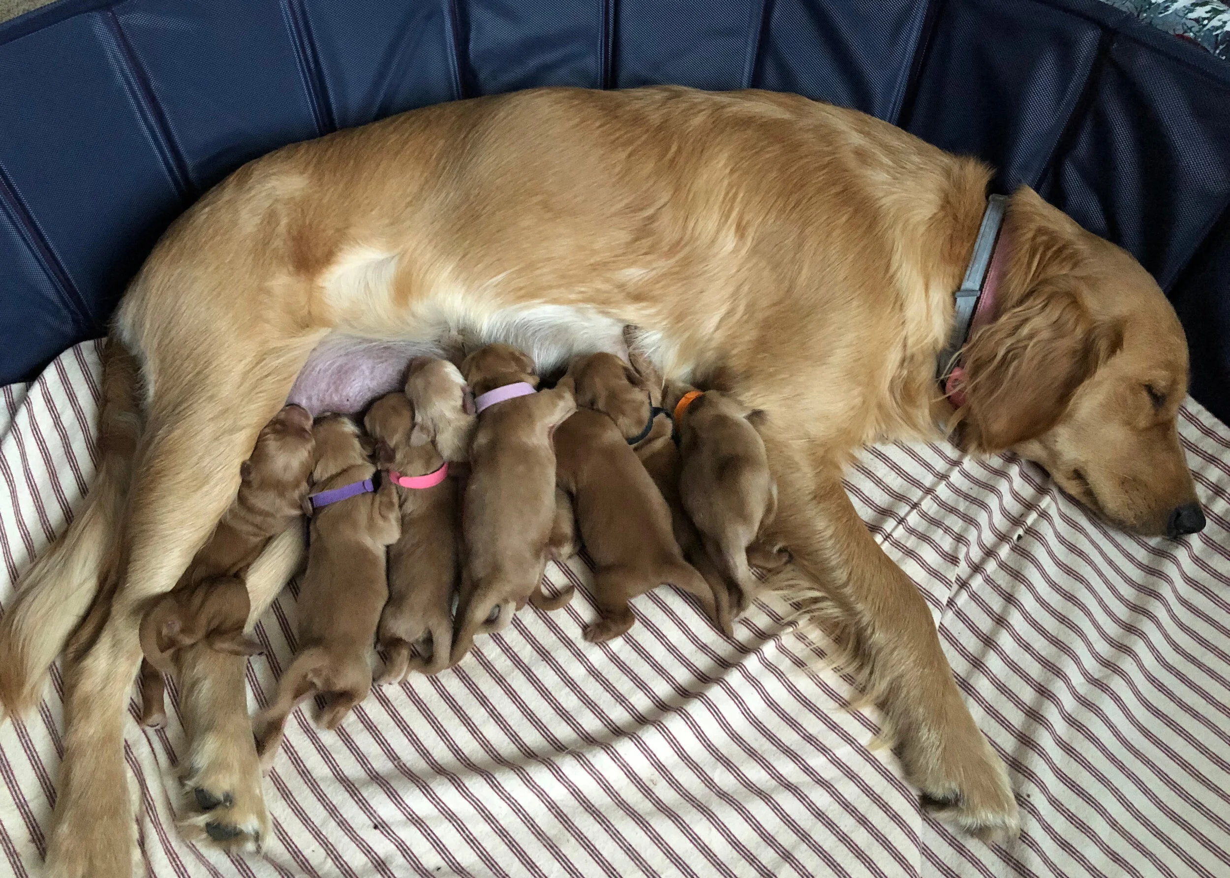 Gallery 1 — McGoldens, LLC