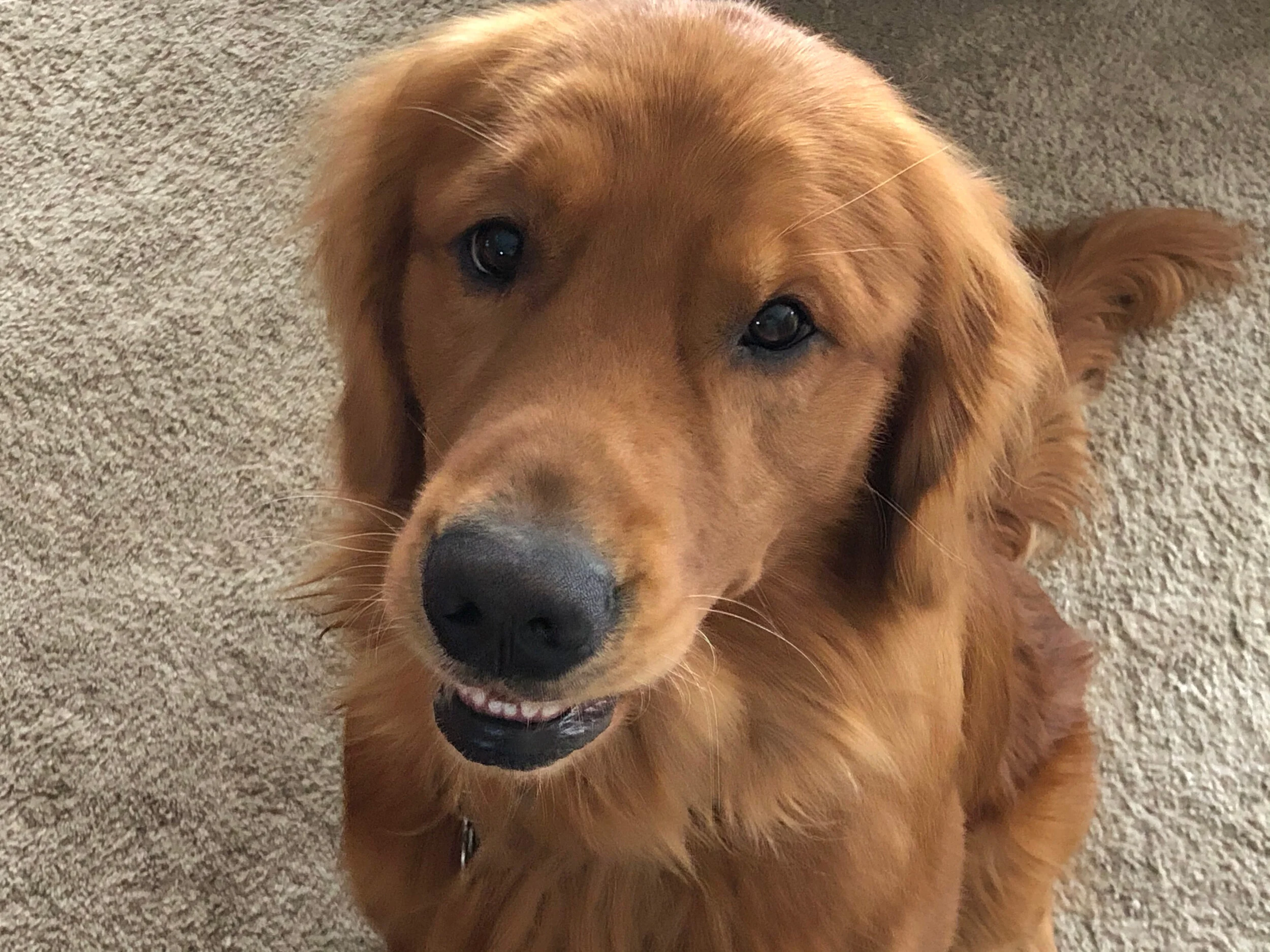 Gallery 1 — McGoldens, LLC