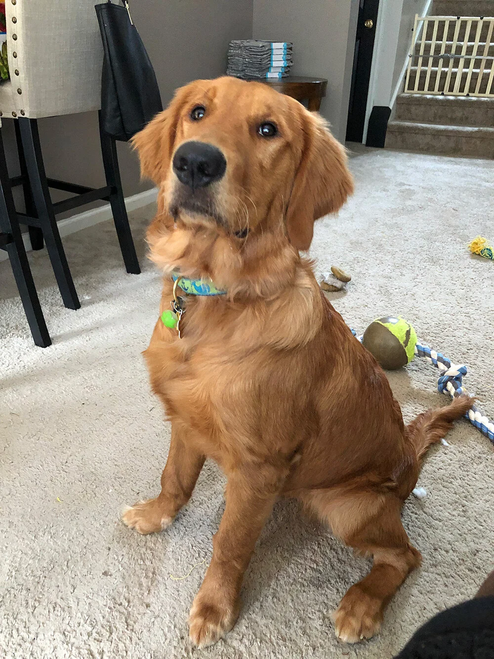 Gallery 1 — McGoldens, LLC