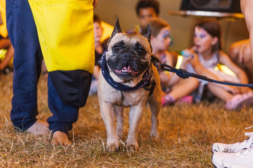 Dub Dog Competition — Dubs South Campout - VW Camper & Camping Weekend ...