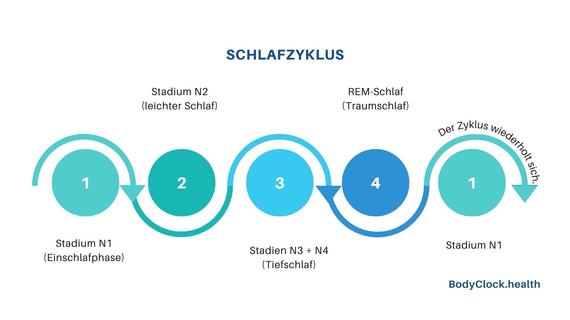 Die Schlafphasen des Menschen: Ein Blick in die Tief — BodyClock Die Schlafphasen des Menschen: Ein Blick in die Tief — BodyClock