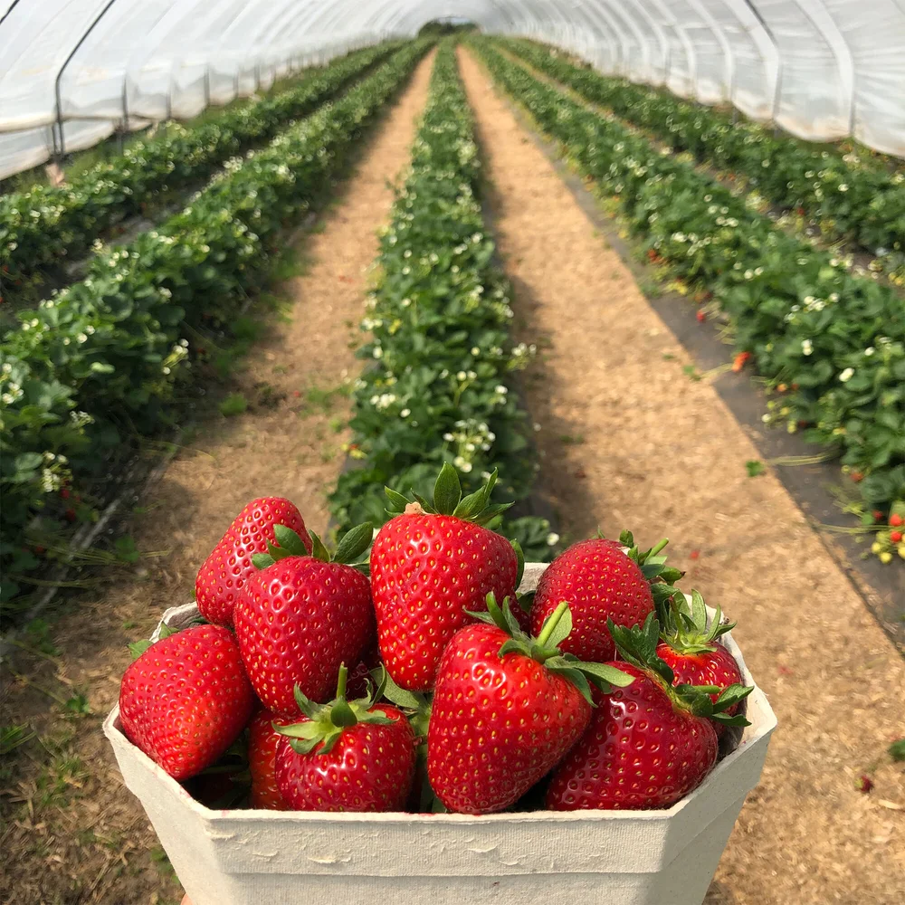 Cairnie Fruit Farm