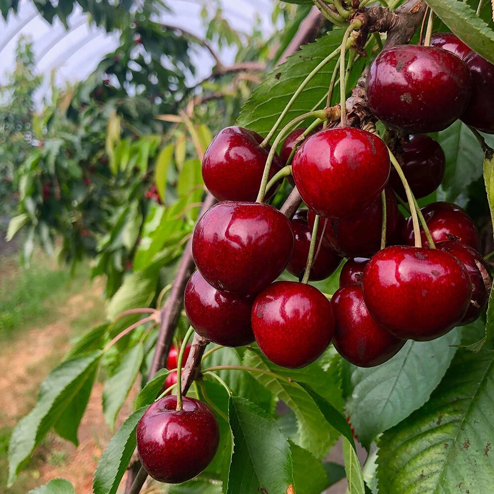 Pick Your Own — Cairnie Fruit Farm