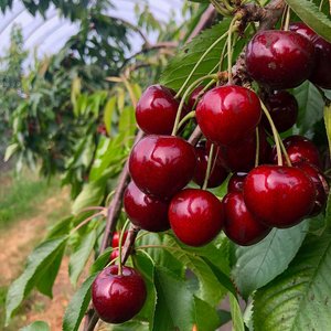 Pick Your Own — Cairnie Fruit Farm