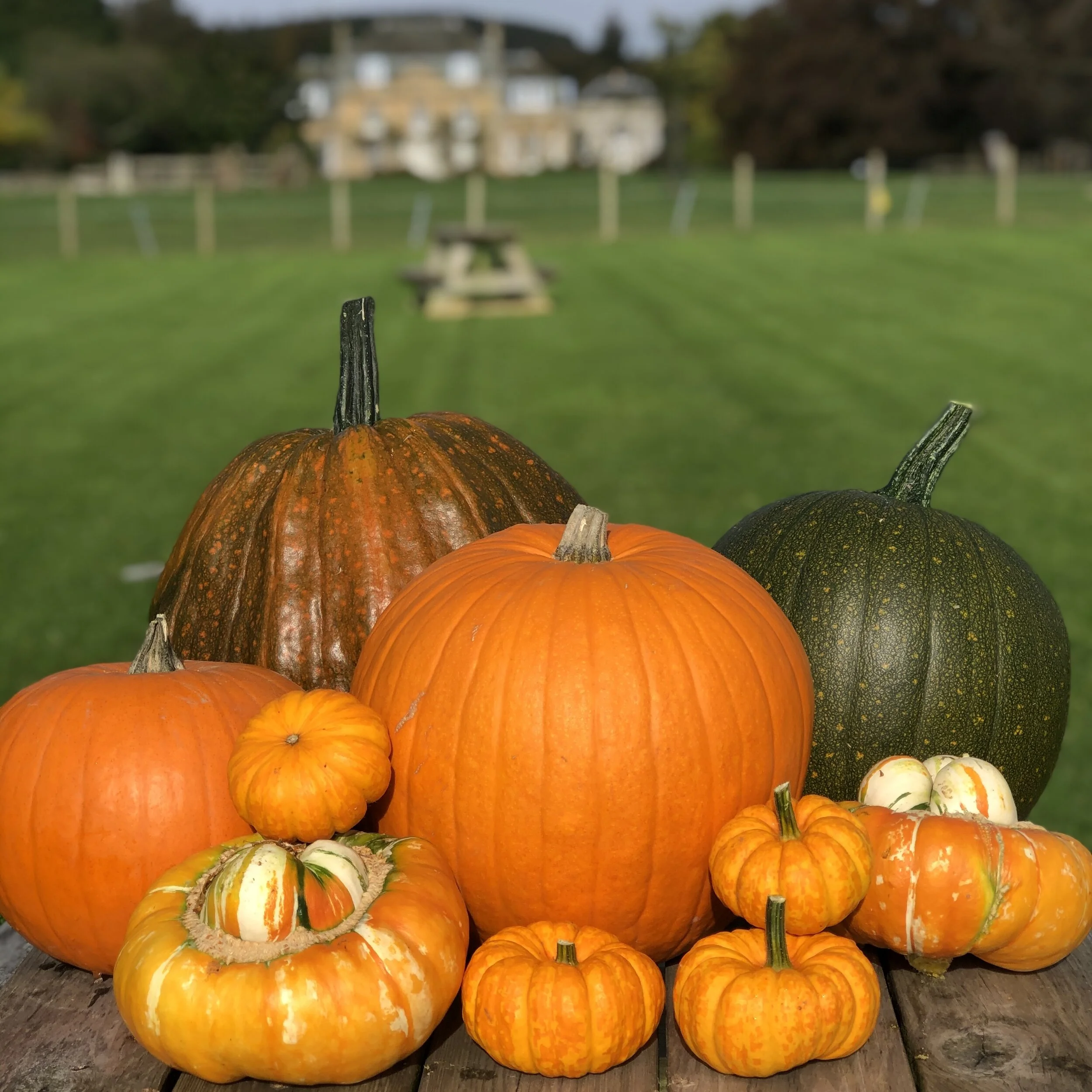 Pumpkins/Halloween — Cairnie Fruit Farm