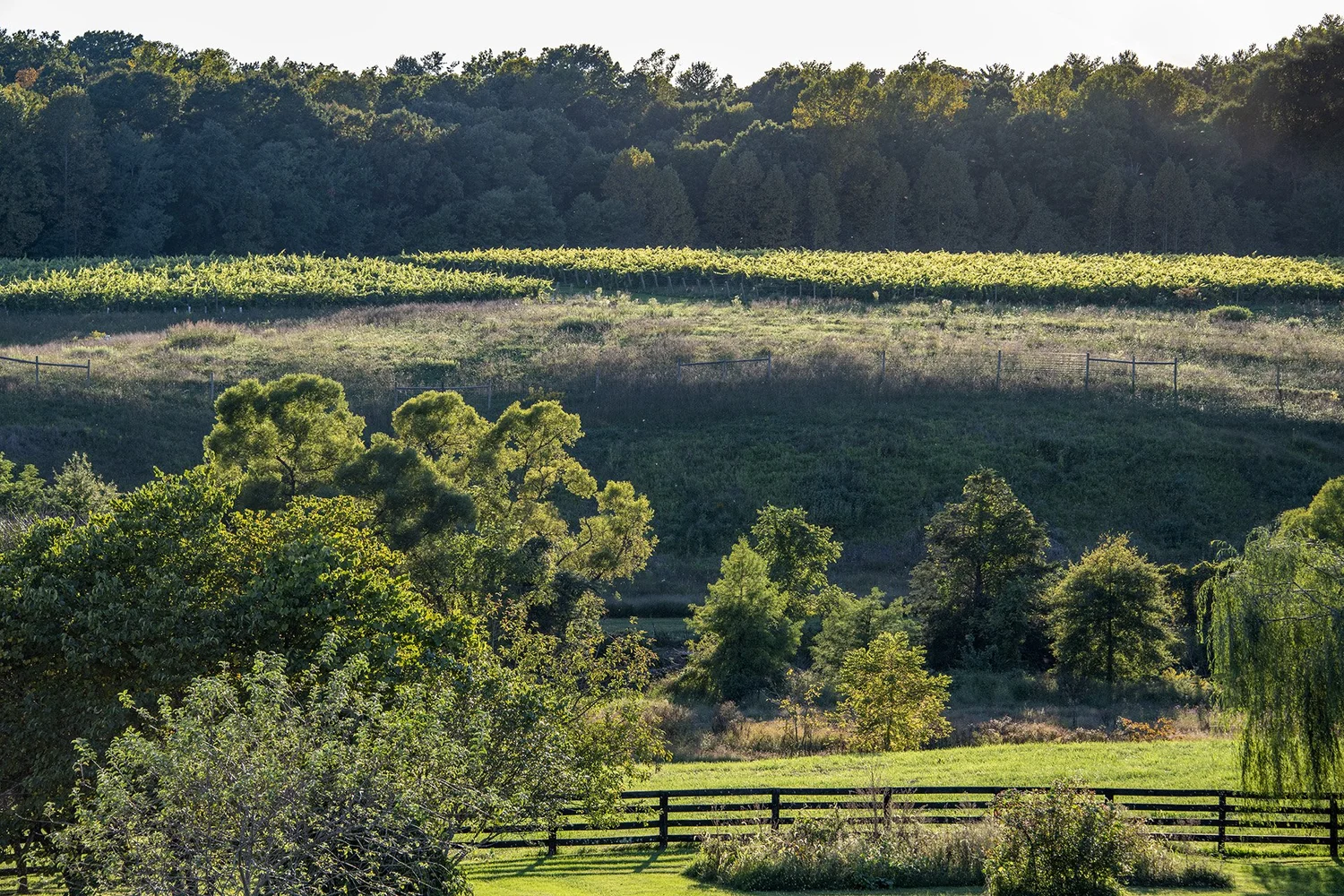 Merrie Mill Farm & Vineyard | Winery in Keswick Virginia