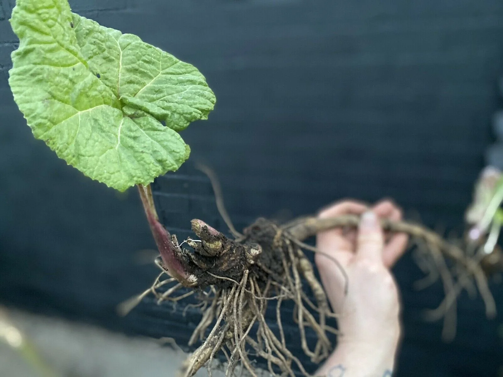 Japanese Butterbur Plant Root stock (Petasites Japonicus) — Plant House ...