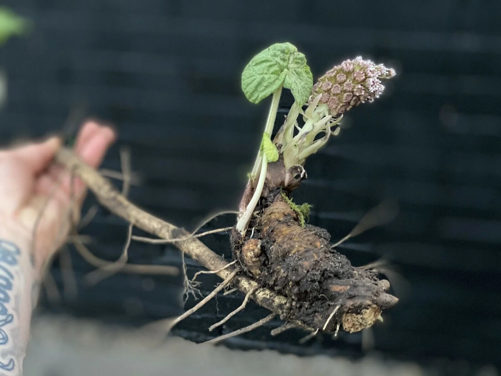 Japanese Butterbur Plant Root stock (Petasites Japonicus) — Plant House ...