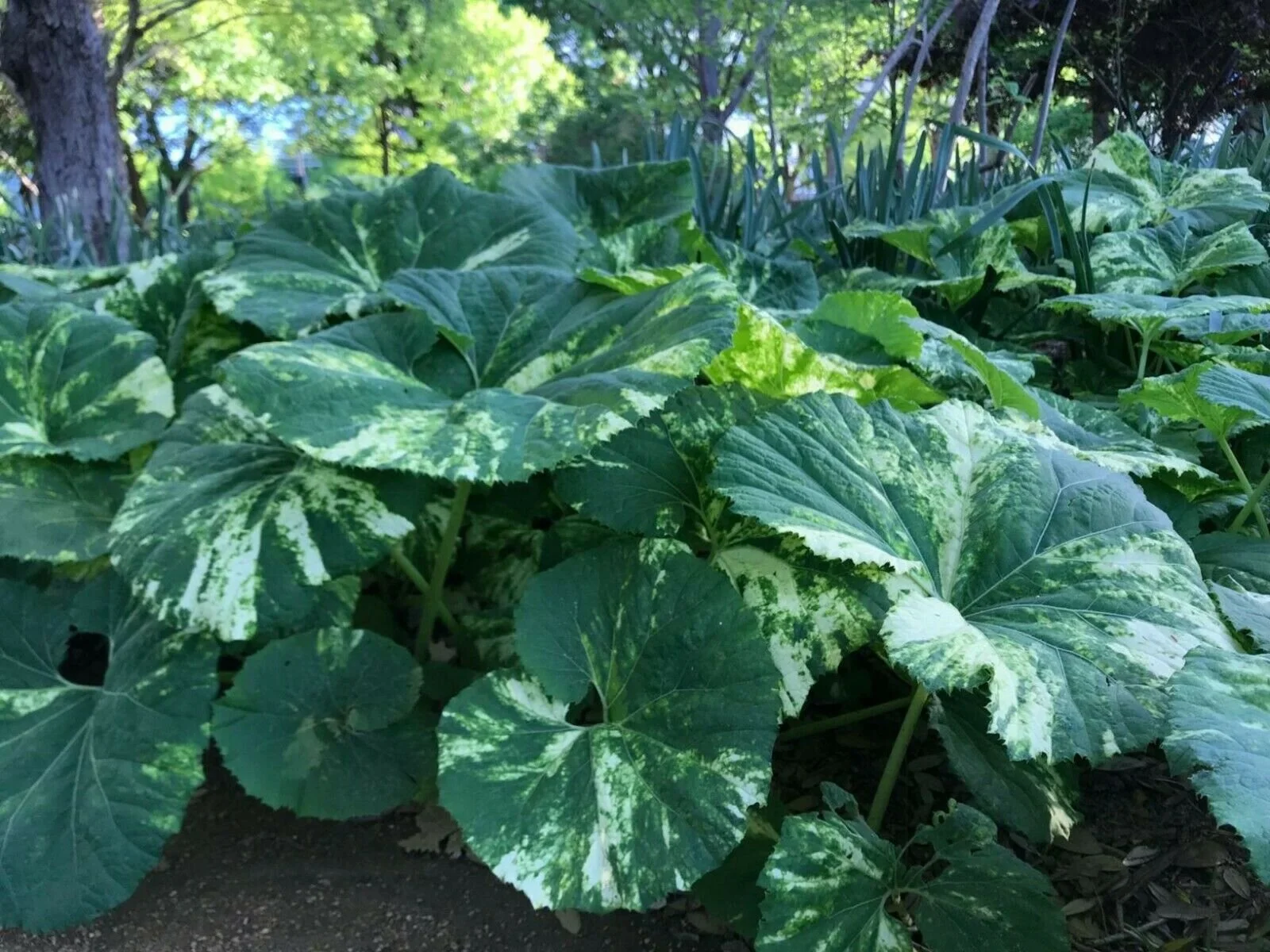 Japanese Butterbur Plant Root stock (Petasites Japonicus) — Plant House ...