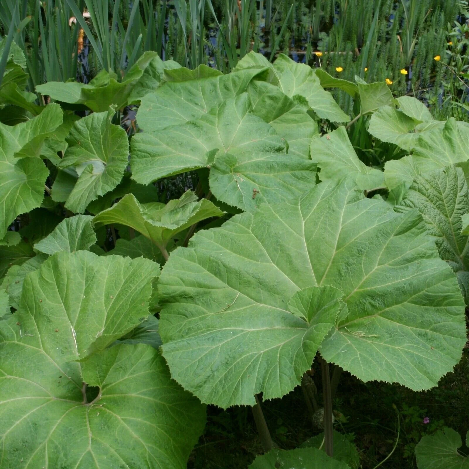 Japanese Butterbur Plant Root stock (Petasites Japonicus) — Plant House ...