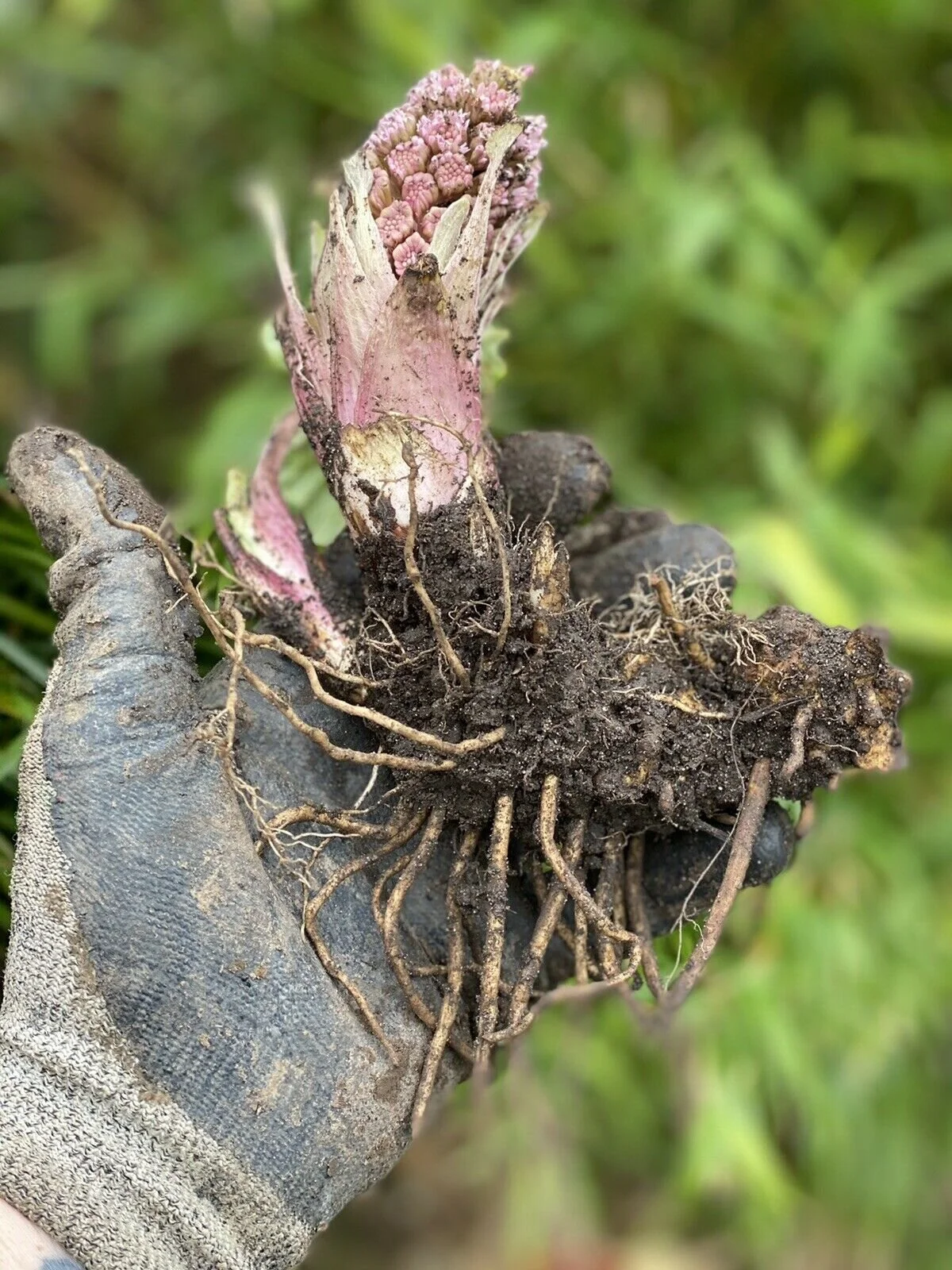 Japanese Butterbur Plant Root stock (Petasites Japonicus) — Plant House ...