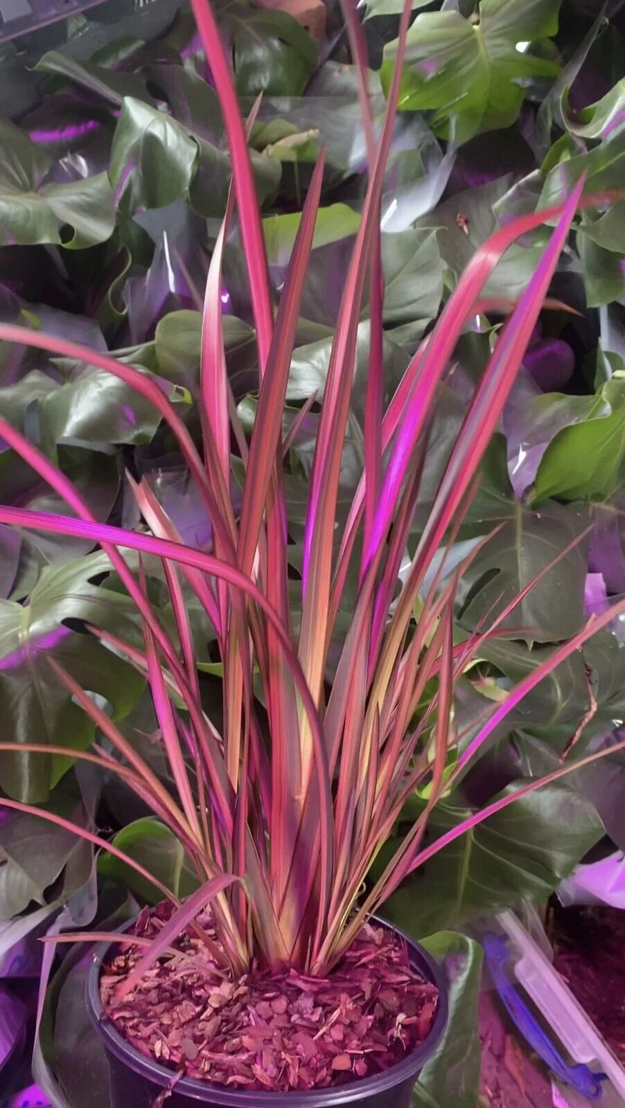 Salvia Nemorosa (Marcus) 3Lt Pot — Plant House Cheshire Ltd