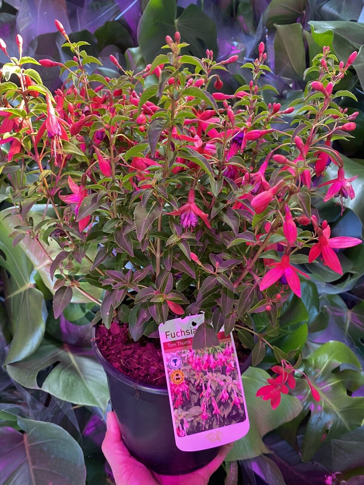 Bluebell Climber Rare (EXCLUSIVE) 3L Pot — Plant House Cheshire Ltd