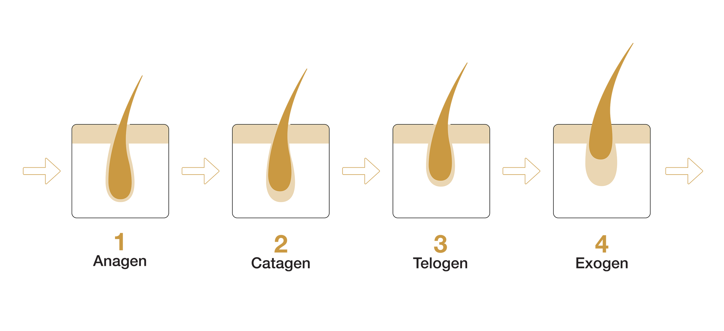 Four Phases of Hair Growth MAY11 Hair Oil