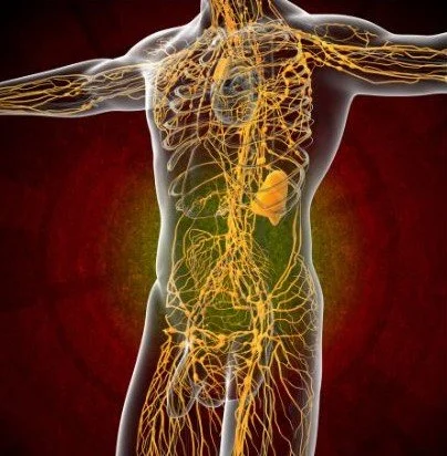 The Body’s “Hidden Hero” -- the Lymphatic System — medica... the ...