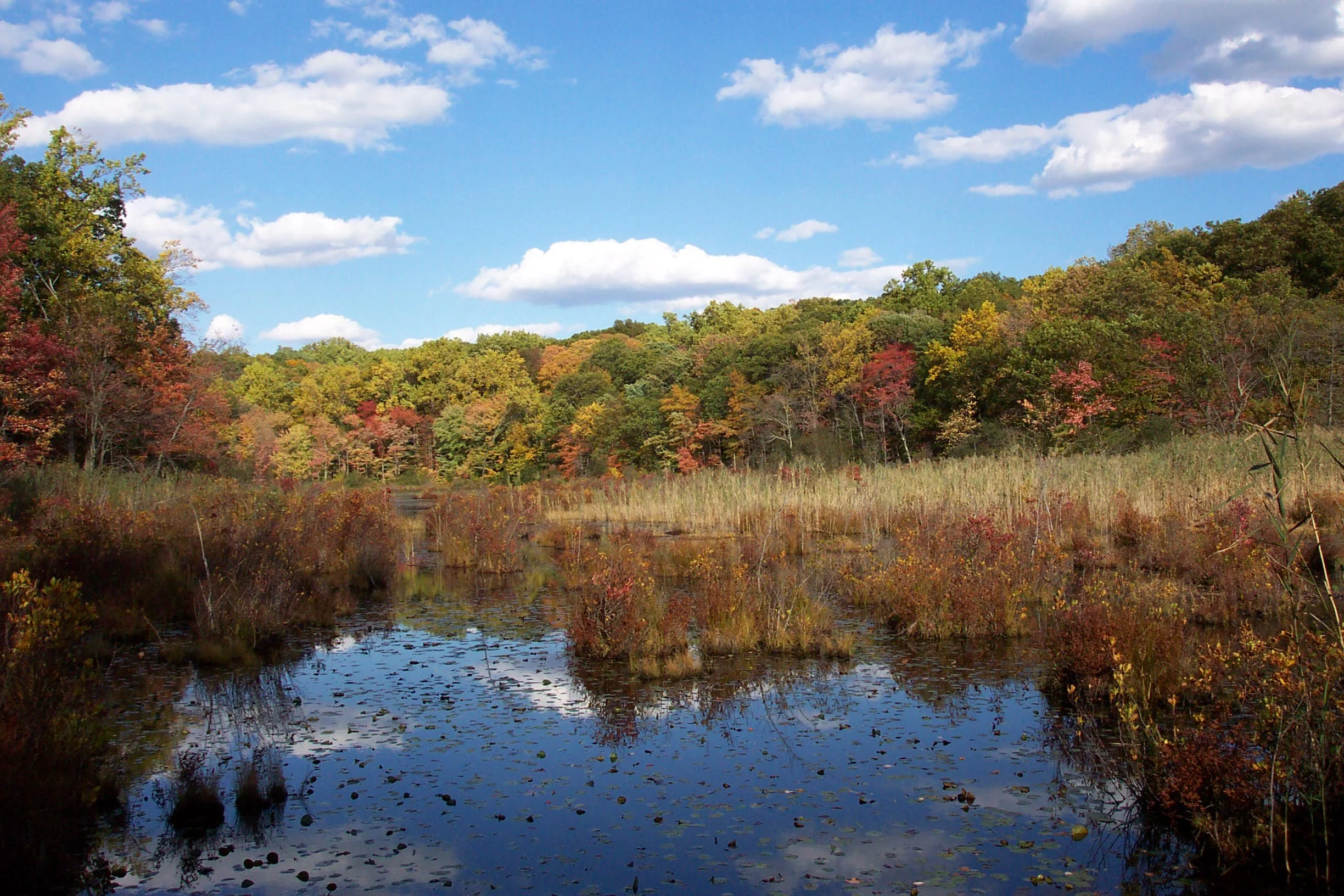 Cranberry Boardwalk Restoration — Westchester Parks Foundation