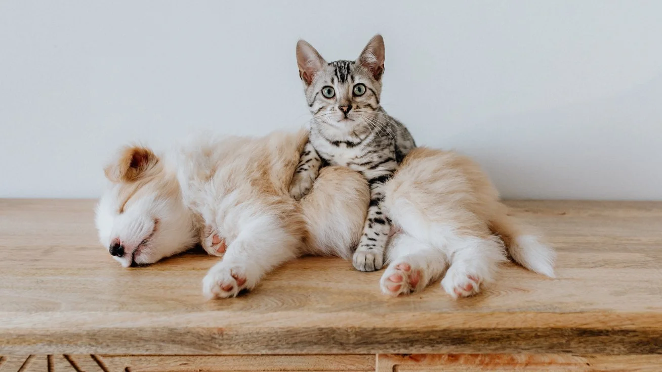 Cohabitation chien et chat : interview d’une comportementaliste