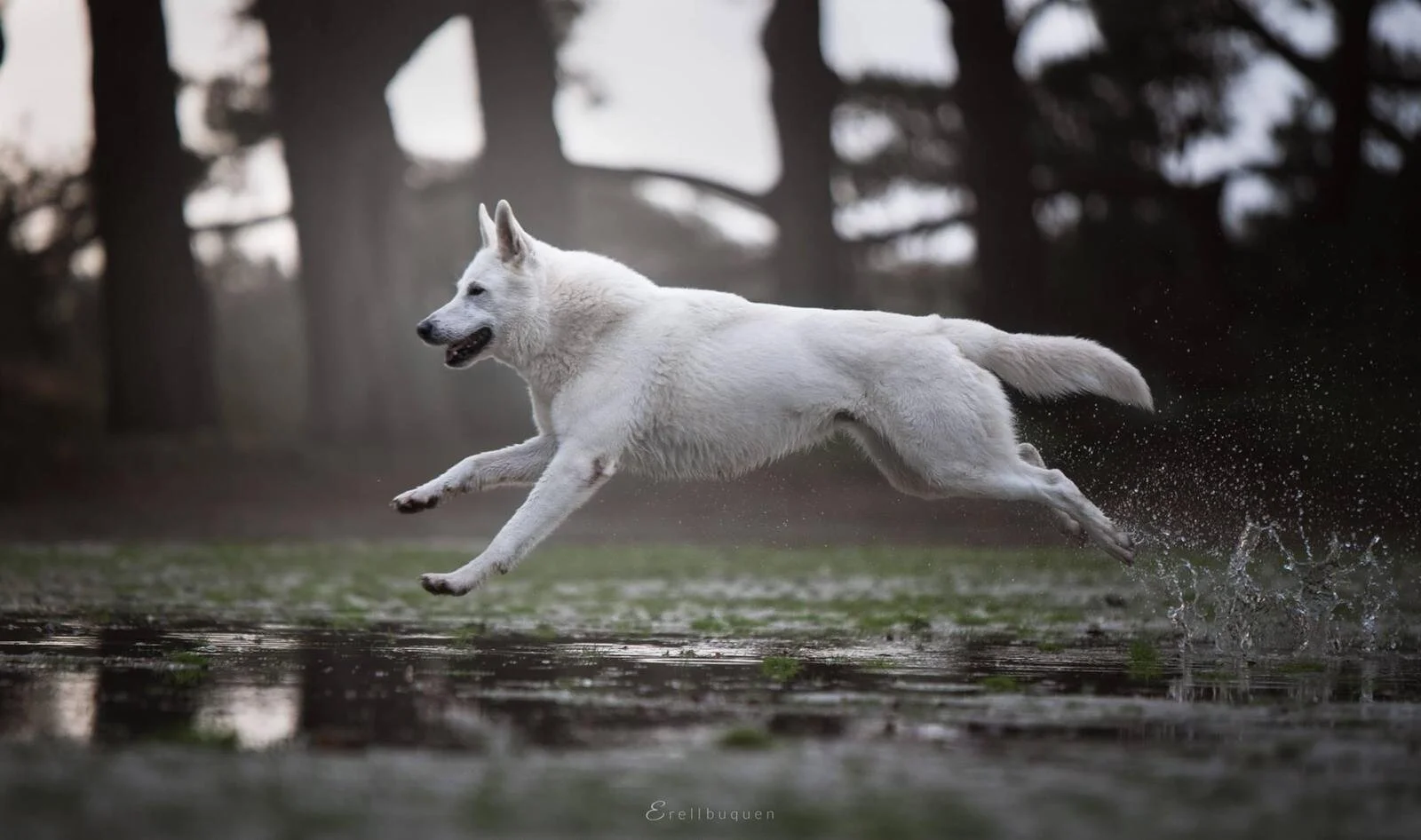 Agence d'influence marketing pour animaux de compagnie