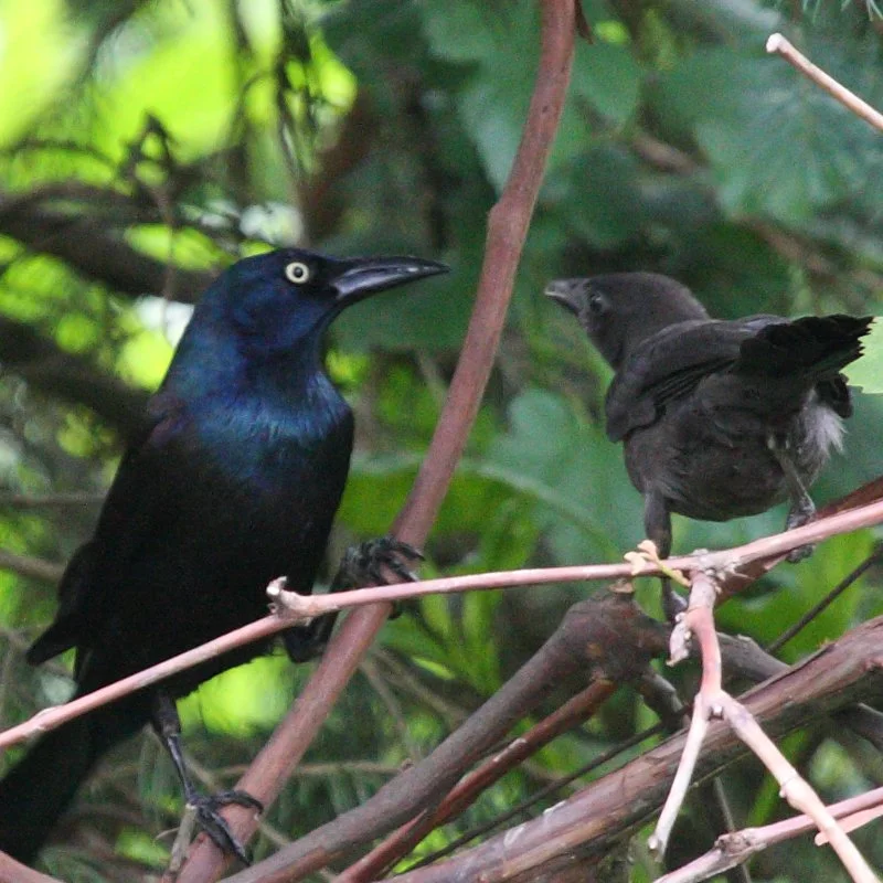 Common Grackle — Virginia Society of Ornithology